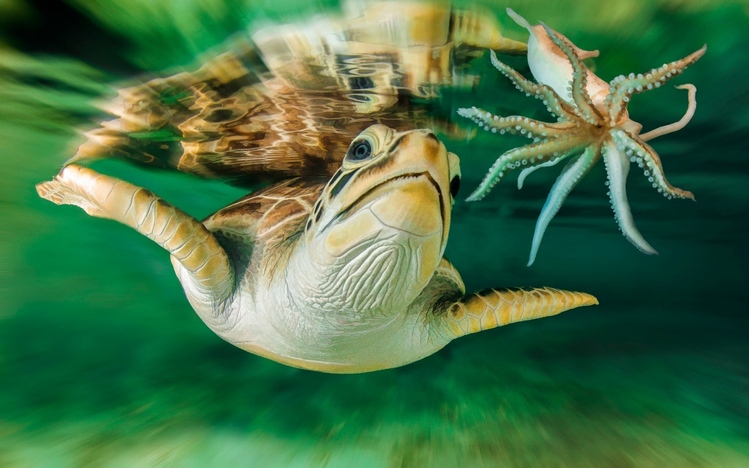 Windows 7 Turtle Wallpaper