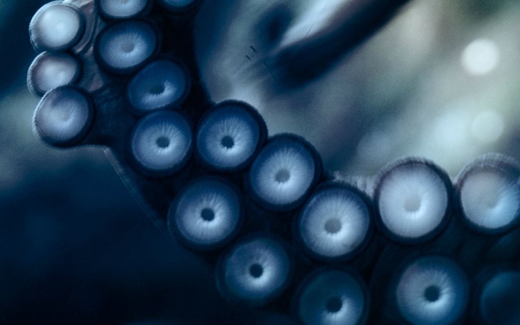 Octopus Windows 10 Theme Themepackme