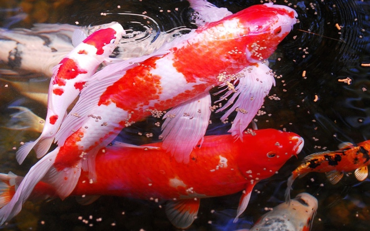Koi Windows 10 Theme - themepack.me