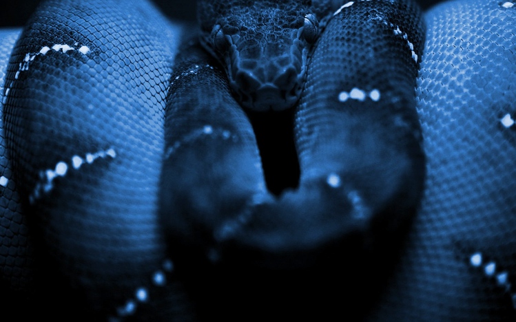 Python Windows 10 Theme - themepack.me