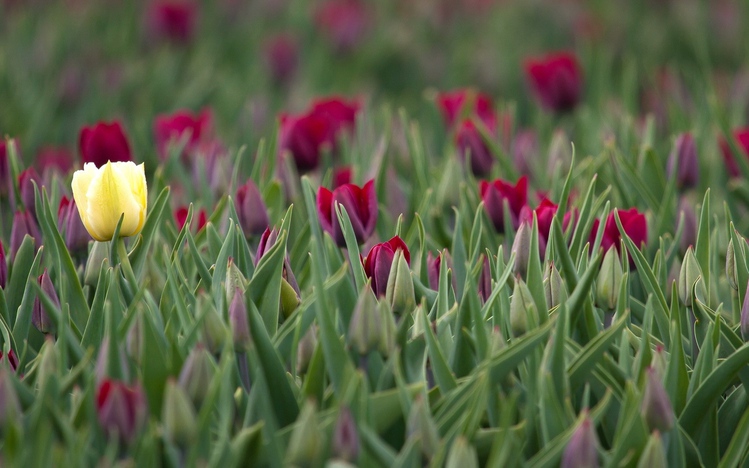 Tulip Wallpaper Windows 10