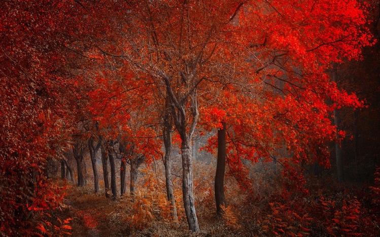 Fall Windows 10 Theme - themepack.me